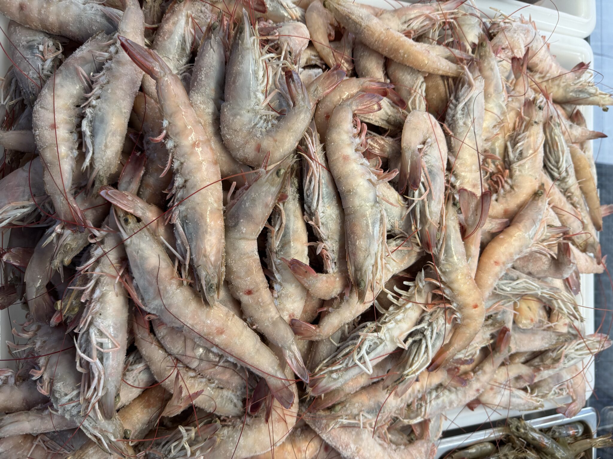 Fresh Florida Gulf Whole Shrimp 9-11 Count – Southeast Seafood Distributor